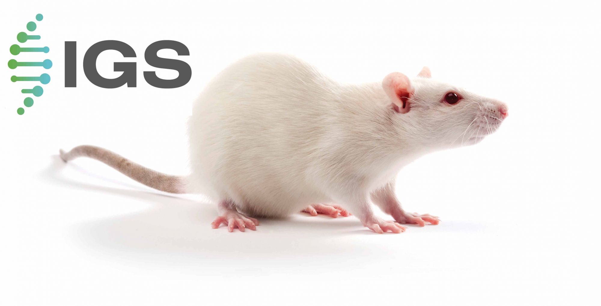 CD® IGS (Sprague Dawley, SD) Rats, CD® IGS, SD大鼠, CD®(SD) IGS大鼠, CD®(SD) IGS Rats - 维通利华 ...